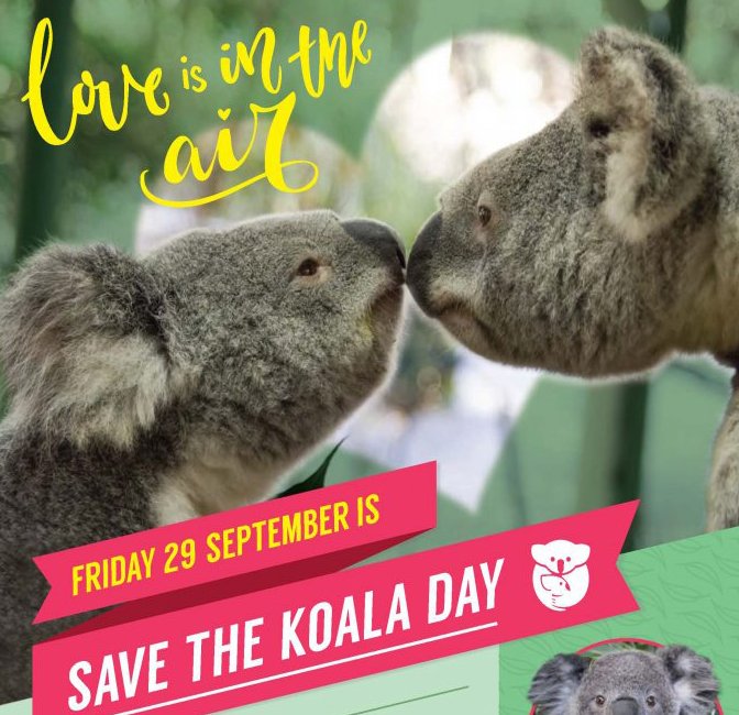 Time to think about what you can do for Save the Koala Day September ...